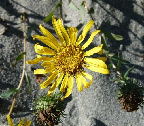 Grindelia integrifolia - PictureThis