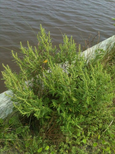 Jesuit's bark (Iva frutescens) Flower, Leaf, Care, Uses - PictureThis