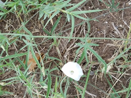 Gloria de la mañana enana plateada (Evolvulus sericeus) - PictureThis