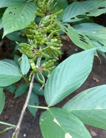 Triangular horse bush (Dendrolobium triangulare) Flower, Leaf, Care ...