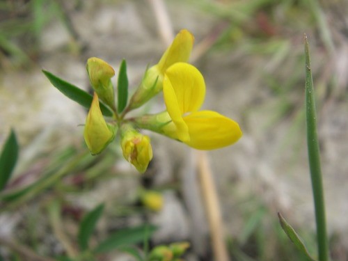 Narrowleaf trefoil (Lotus tenuis) Flower, Leaf, Care, Uses - PictureThis