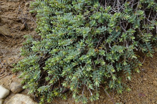 Pimelea oreophila Care (Watering, Fertilize, Pruning, Propagation ...