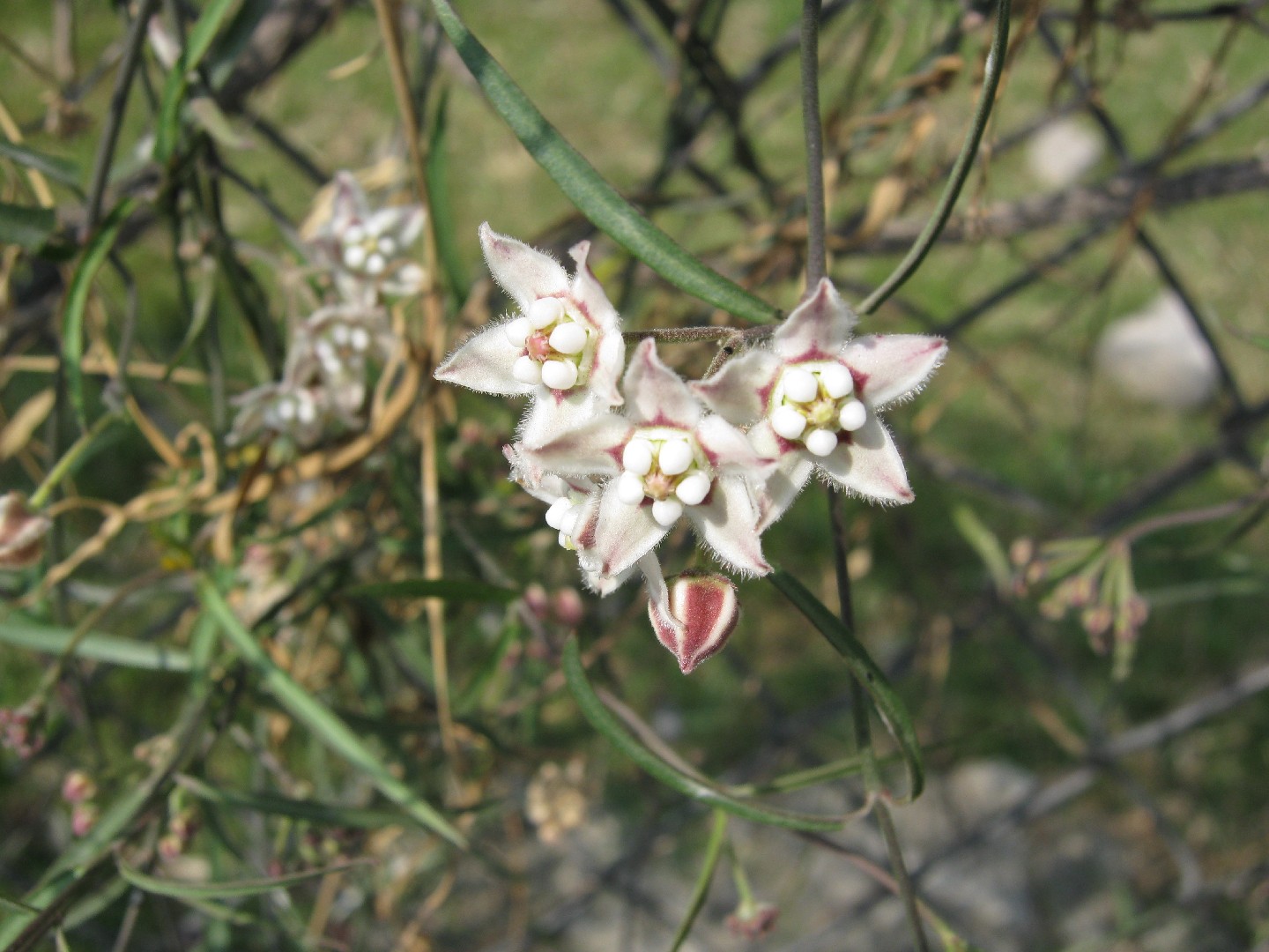 White twinevine (Funastrum clausum) Flower, Leaf, Care, Uses - PictureThis