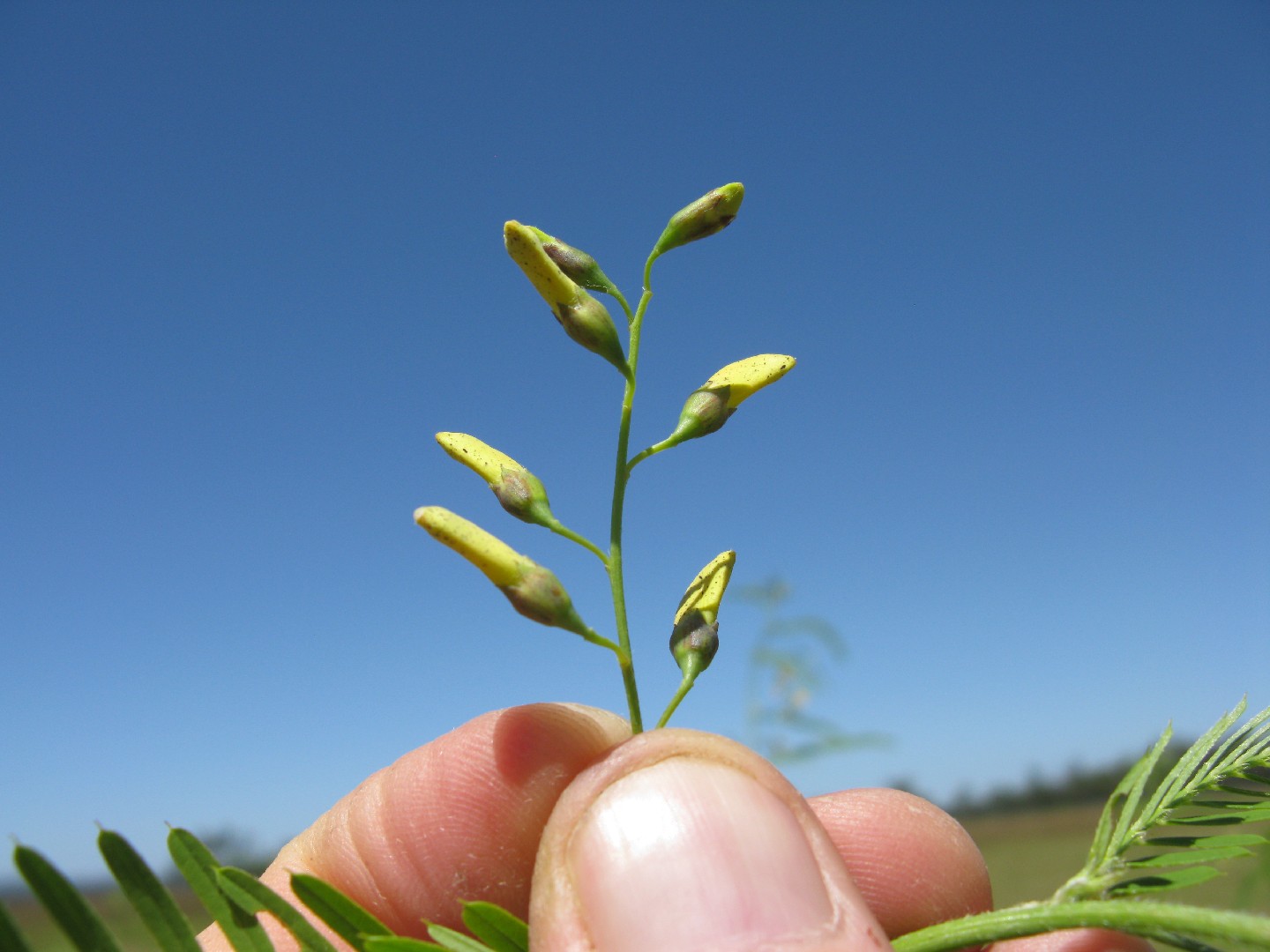 Sesbania Pea (Sesbania cannabina) Flower, Leaf, Care, Uses - PictureThis