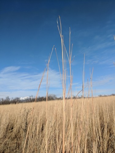 Pasto tallo azul (Andropogon gerardii) - PictureThis