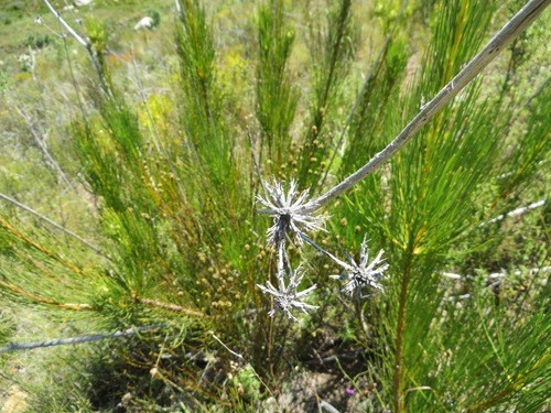 Aulax pallasia Flower, Leaf, Care, Uses - PictureThis