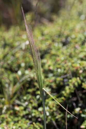 Elymus multisetus - PictureThis