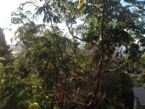 How to Plant and Grow Cape leeuwin wattle(Paraserianthes lophantha)