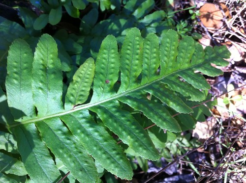 Polipodio de California (Polypodium californicum) - PictureThis