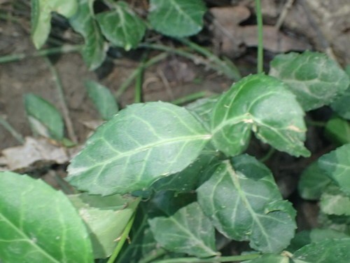 Bonetero rastrero (Euonymus fortunei) - PictureThis