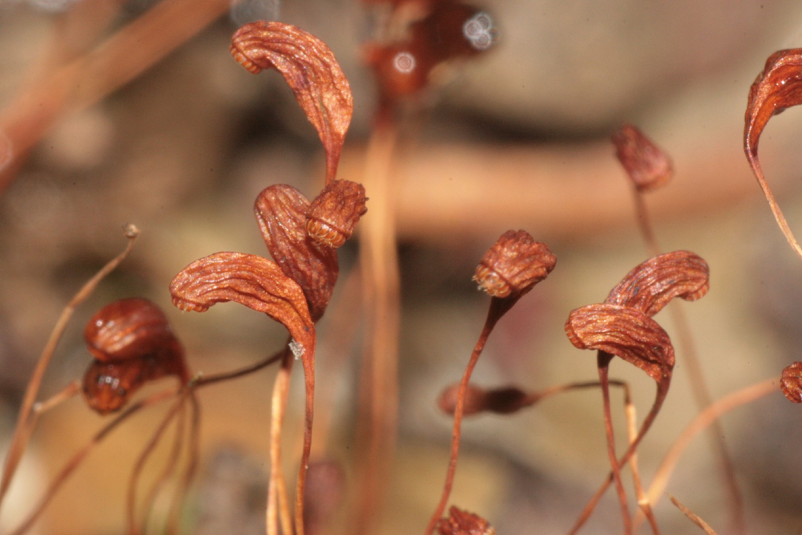 Funaria hygrometrica - PictureThis
