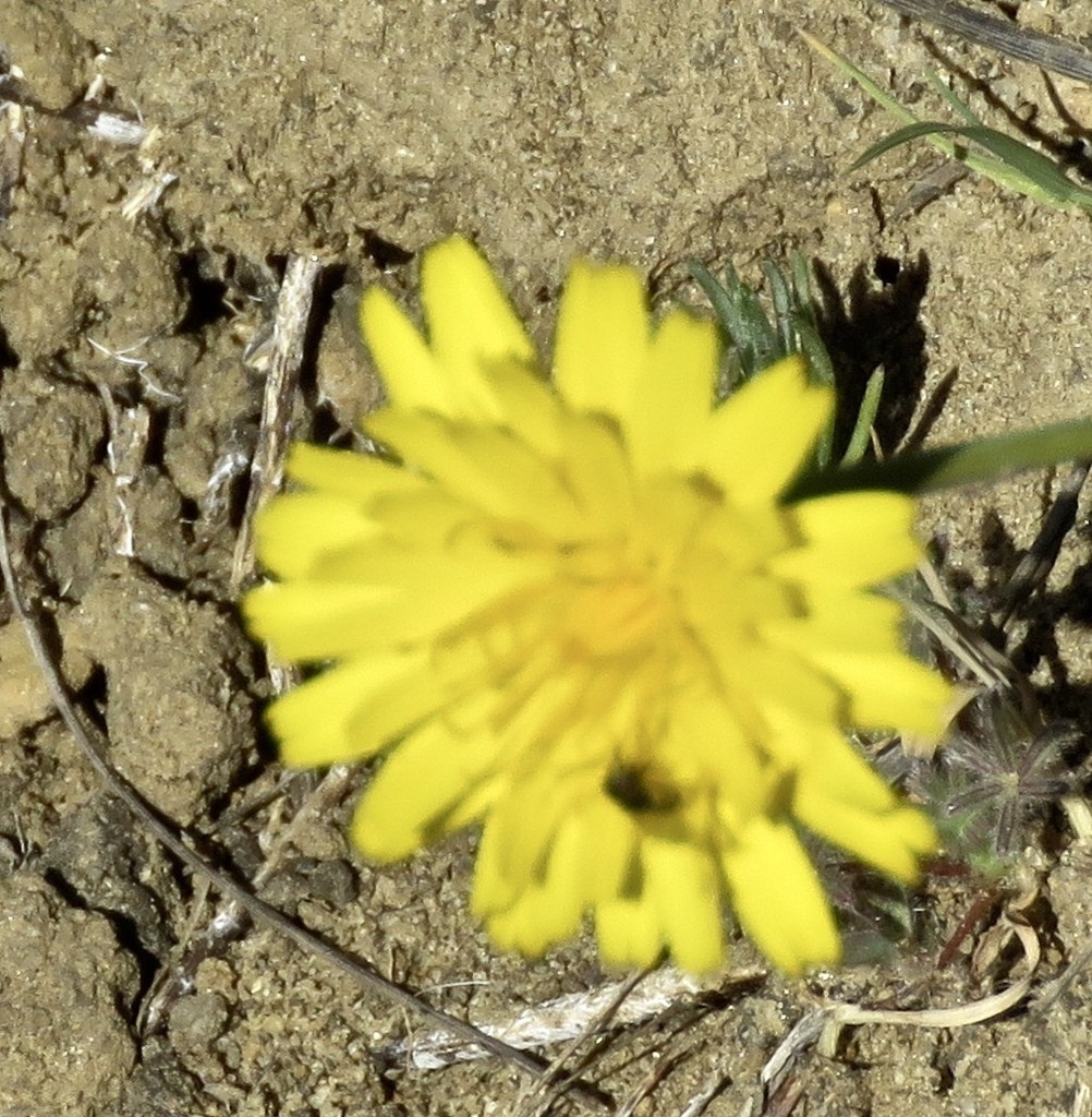 Hoe bestuif je Moederkruid? (bestuivers, tijdsbestek, verbeteren en ...