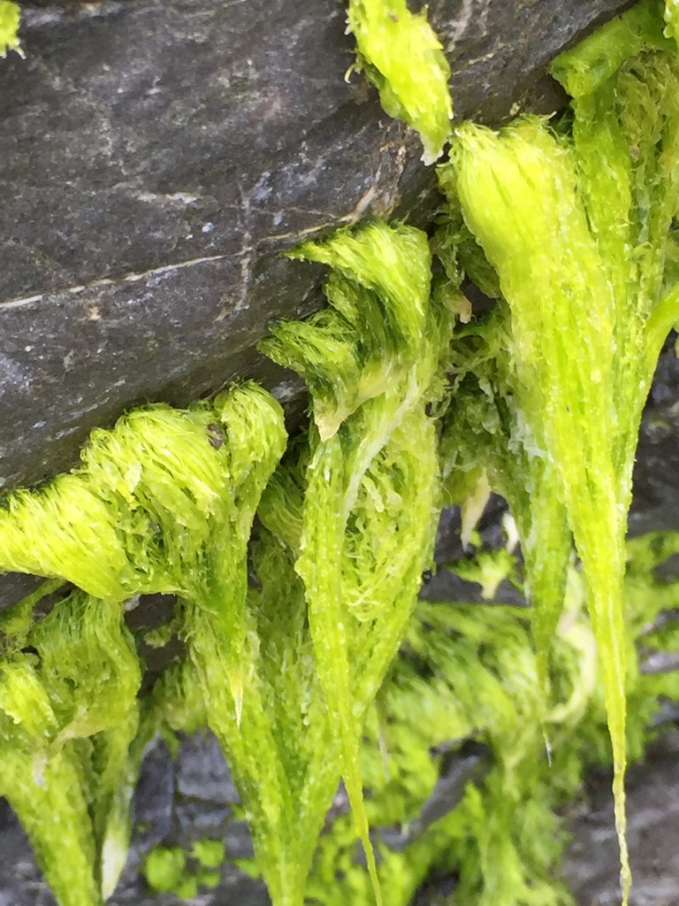 Lechuga de mar (Ulva) - PictureThis