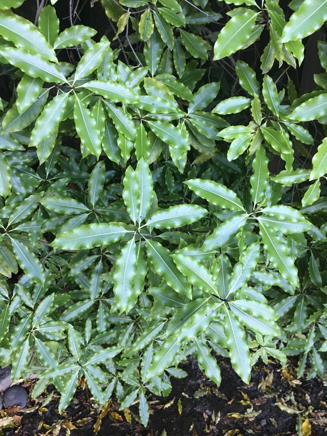 Pittosporum eugenioides - PictureThis