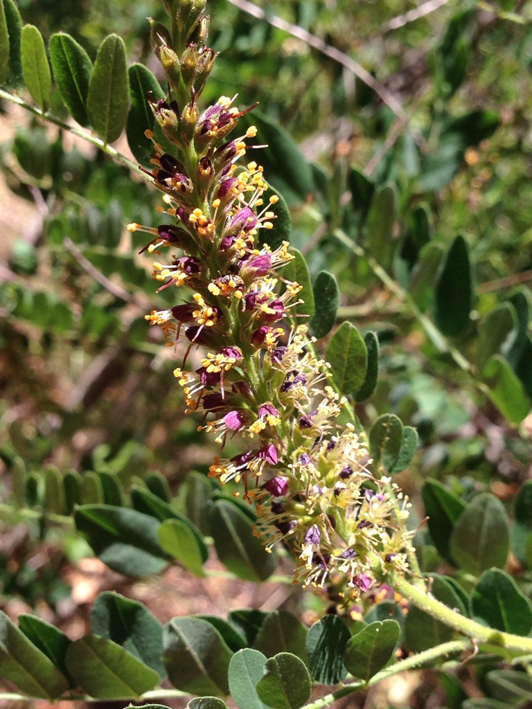 California false indigo (Amorpha californica) Flower, Leaf, Care, Uses ...