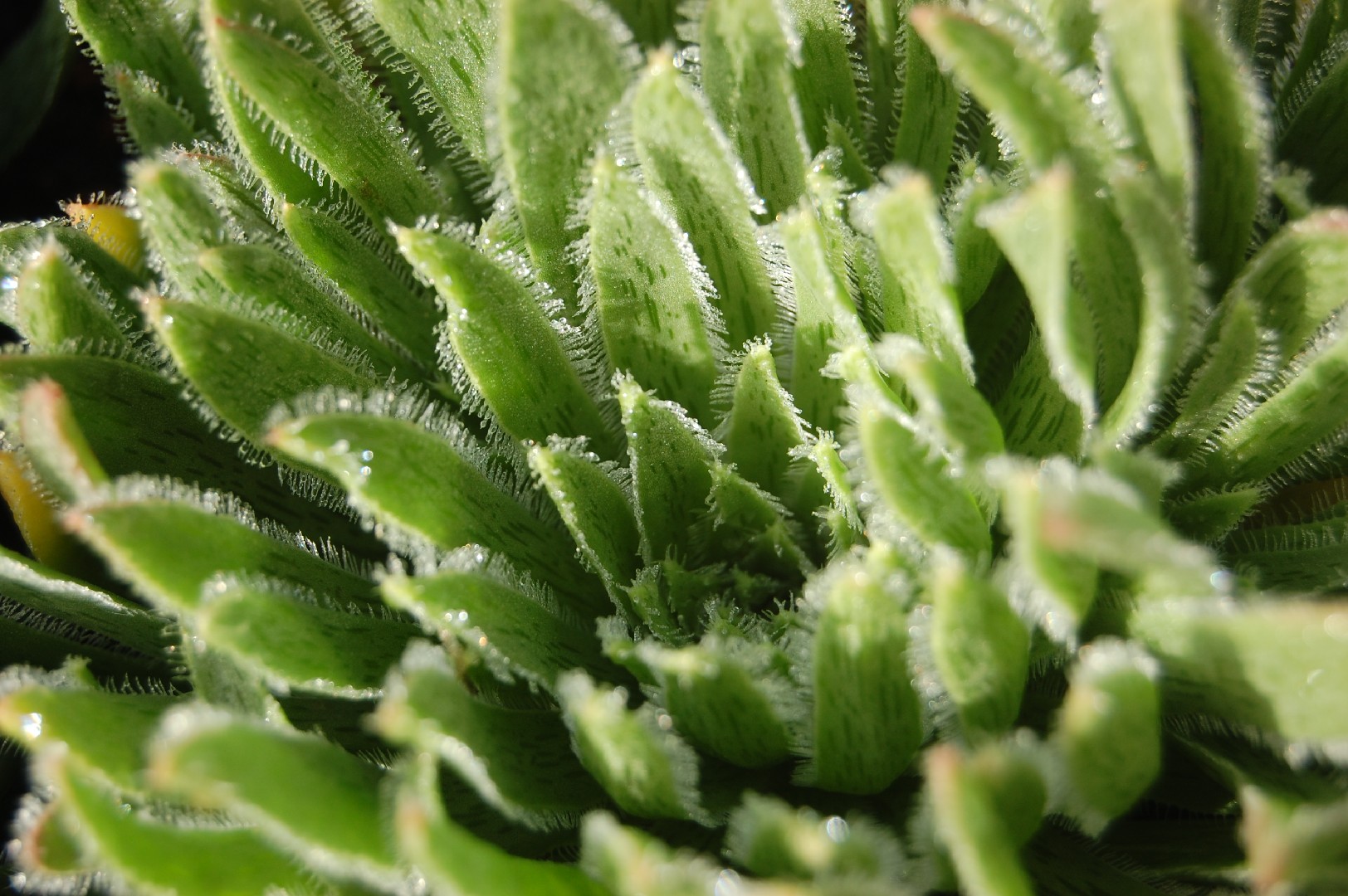 Aeonium simsii - PictureThis