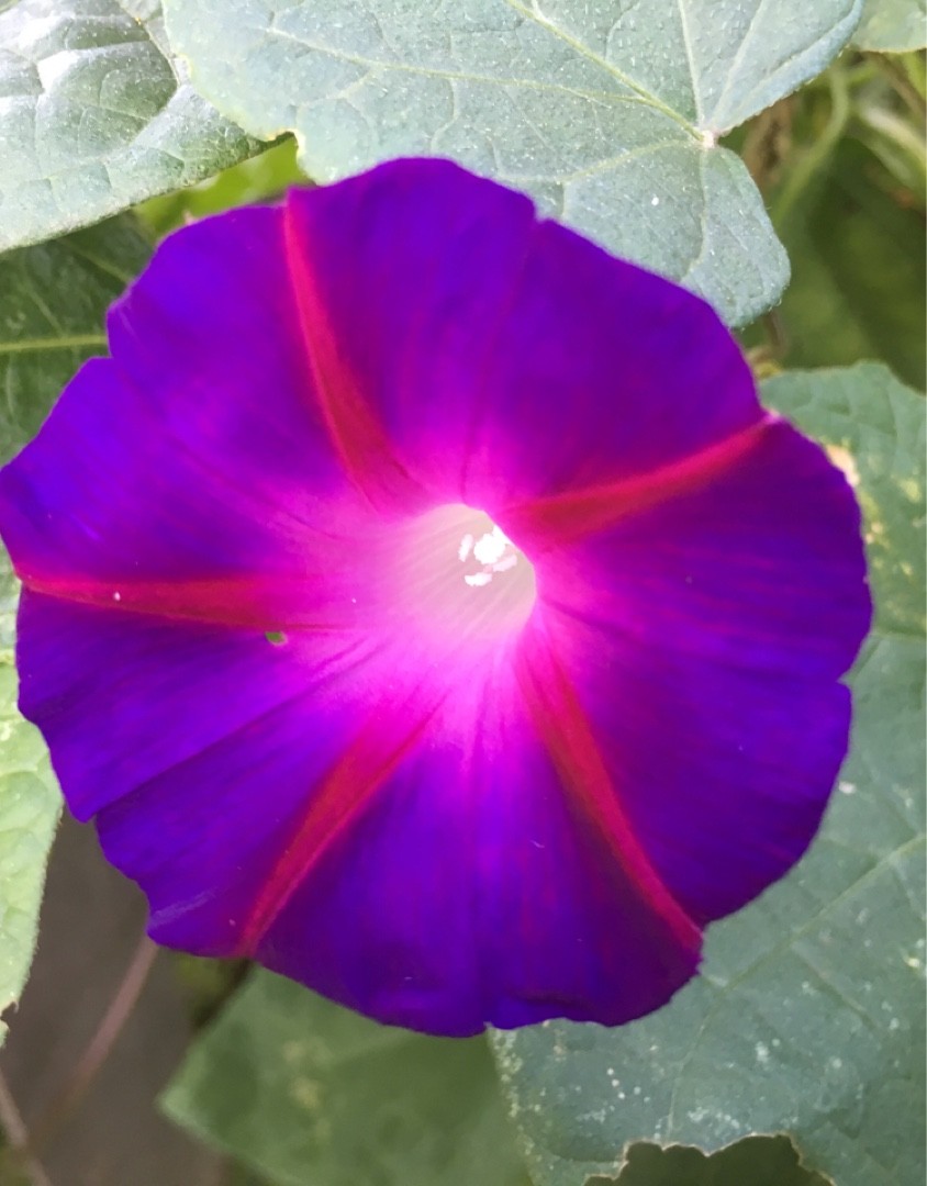 Ipomoea orizabensis Flower, Leaf, Uses - PictureThis