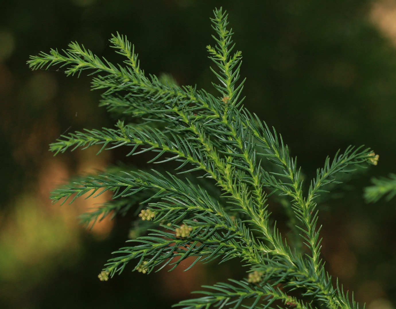 Szydlica japońska (Cryptomeria japonica) - PictureThis