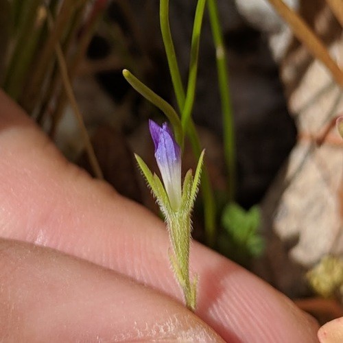 Githopsis specularioides - PictureThis