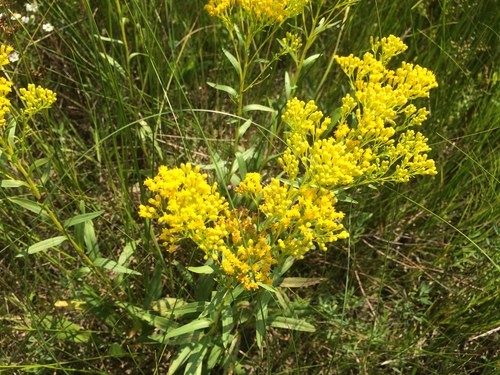 Ohio goldenrod (Solidago ohioensis) Flower, Leaf, Care, Uses - PictureThis