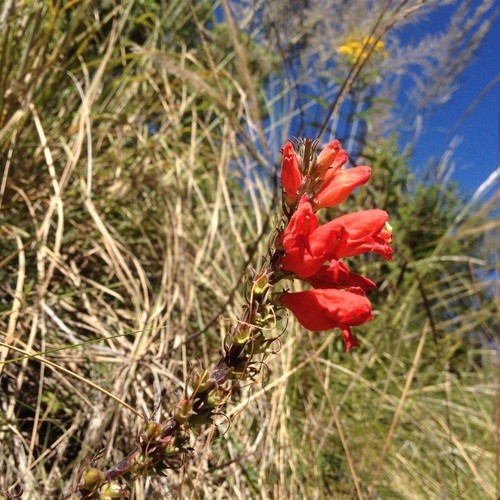 Chupamiel milhojas (Lamourouxia multifida) - PictureThis