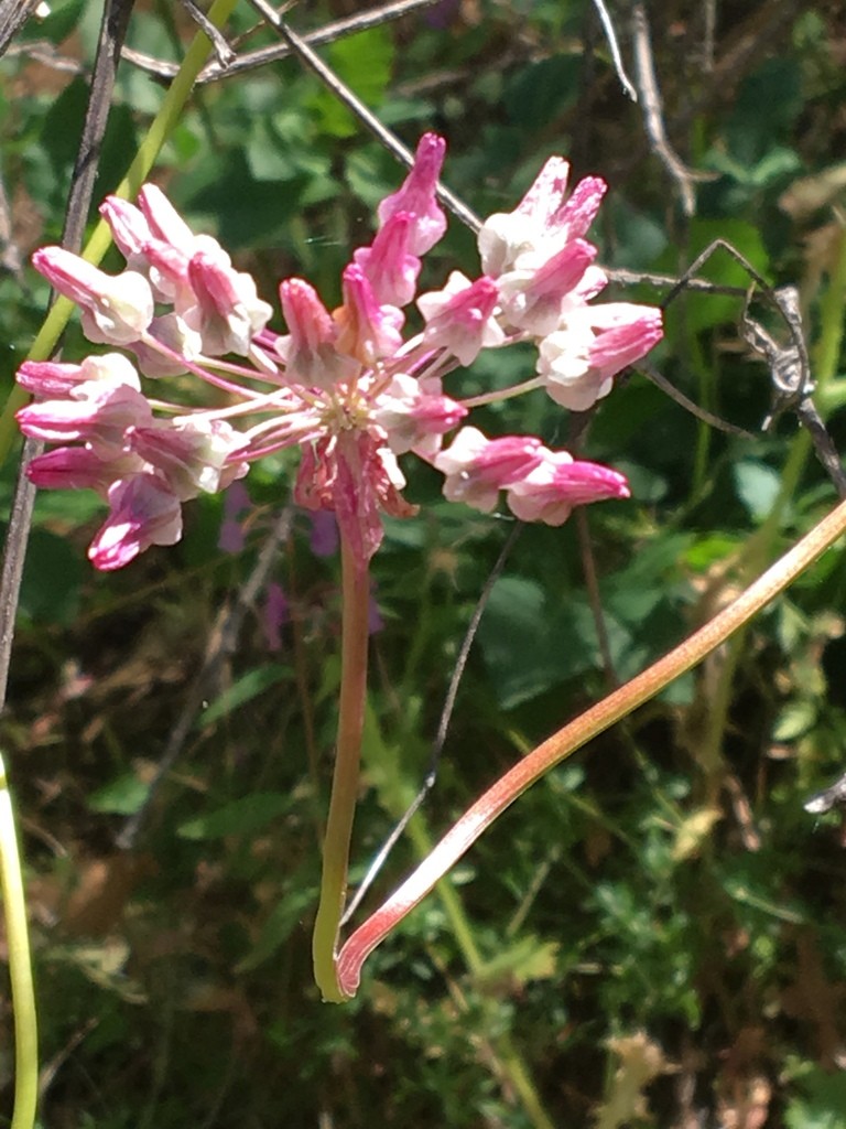 Dichelostemma volubile - PictureThis