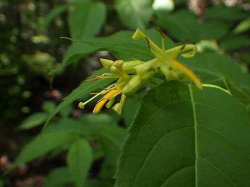 How to Plant and Grow Bush honeysuckle(Diervilla lonicera)
