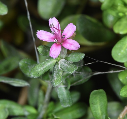 Frankenia - PictureThis