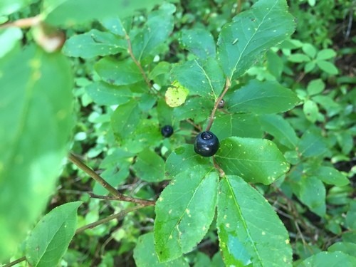 Thinleaf huckleberry (Vaccinium membranaceum) Flower, Leaf, Care, Uses ...