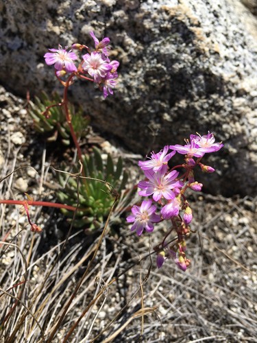 Quill-leaf lewisia (Lewisia leeana) Flower, Leaf, Care, Uses - PictureThis