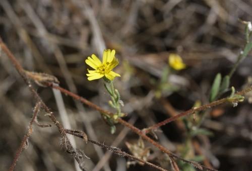 Branched lagophylla (Lagophylla ramosissima) Flower, Leaf, Care, Uses ...
