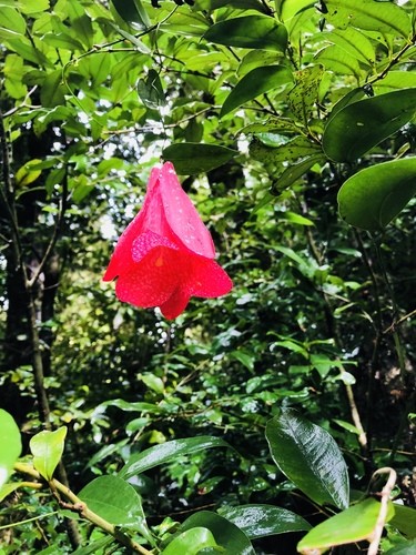 Copihue (Lapageria rosea) - PictureThis