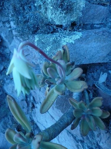 Pachyphytum Flower, Leaf, Care, Uses - PictureThis