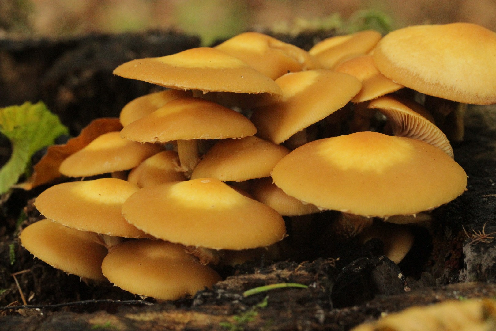 Sheathed woodtuft (Kuehneromyces mutabilis) Flower, Leaf, Care, Uses ...