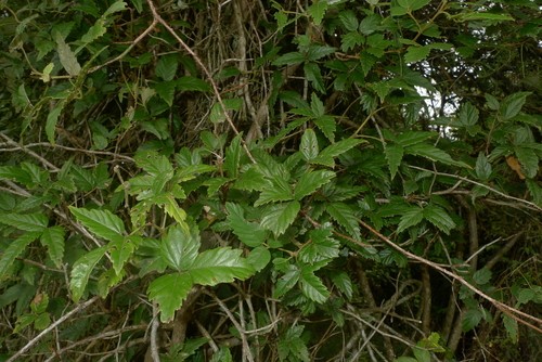 Rubus schmidelioides - PictureThis