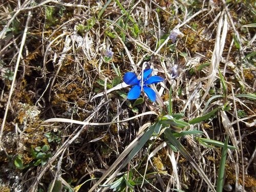 How to Plant and Grow Spring gentian(Gentiana verna)