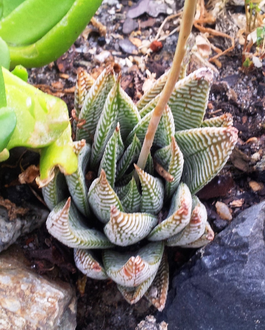 Haworthia limifolia - PictureThis