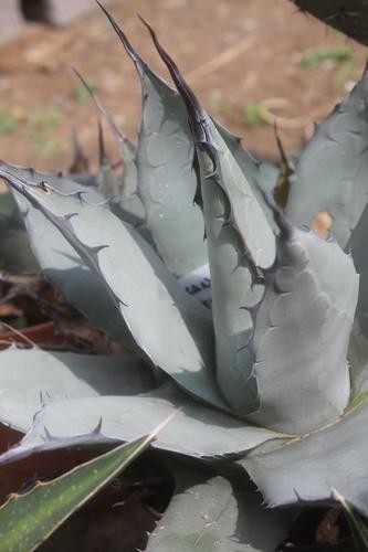 Agave applanata - PictureThis