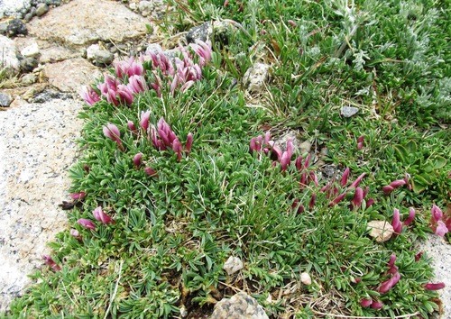 How to Grow and Care for Dwarf clover