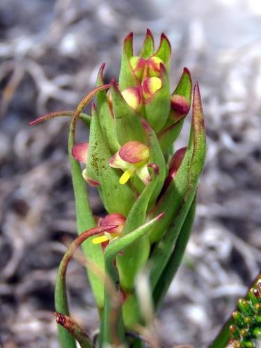 Disa bracteata - PictureThis