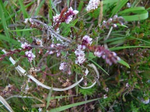 Clover dodder (Cuscuta epithymum) Flower, Leaf, Care, Uses - PictureThis