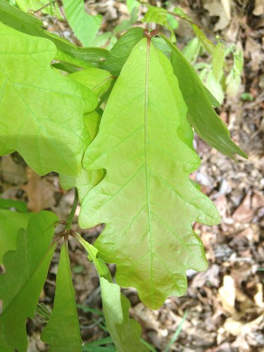 Quercus Bicolor Swamp White Oak Go Botany 2 Live Swamp White Oak Tree