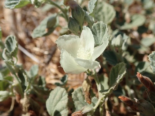 Malva rastrera (Malvella leprosa) - PictureThis