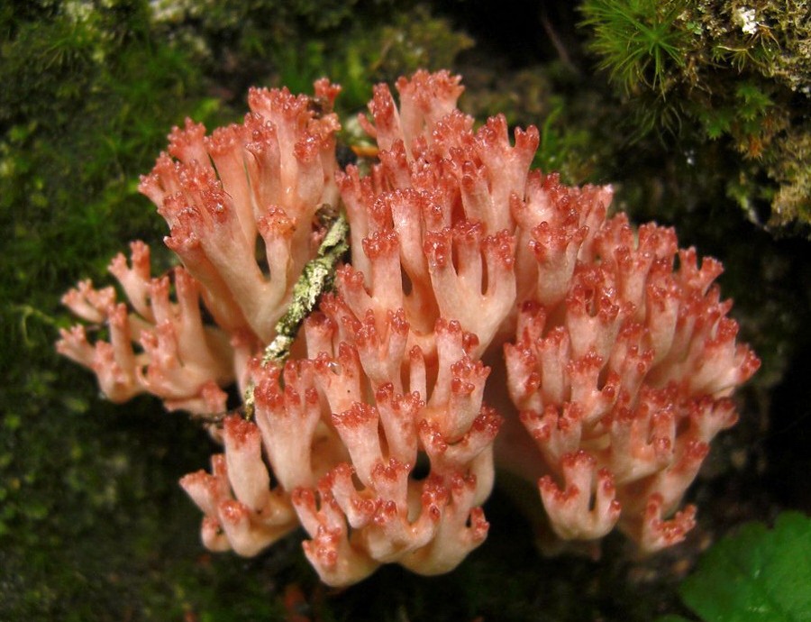Hongo pata de pájaro (Ramaria botrytis) - PictureThis
