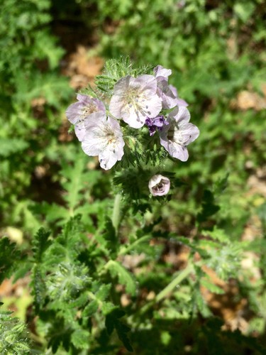 Phacelia cicutaria - PictureThis