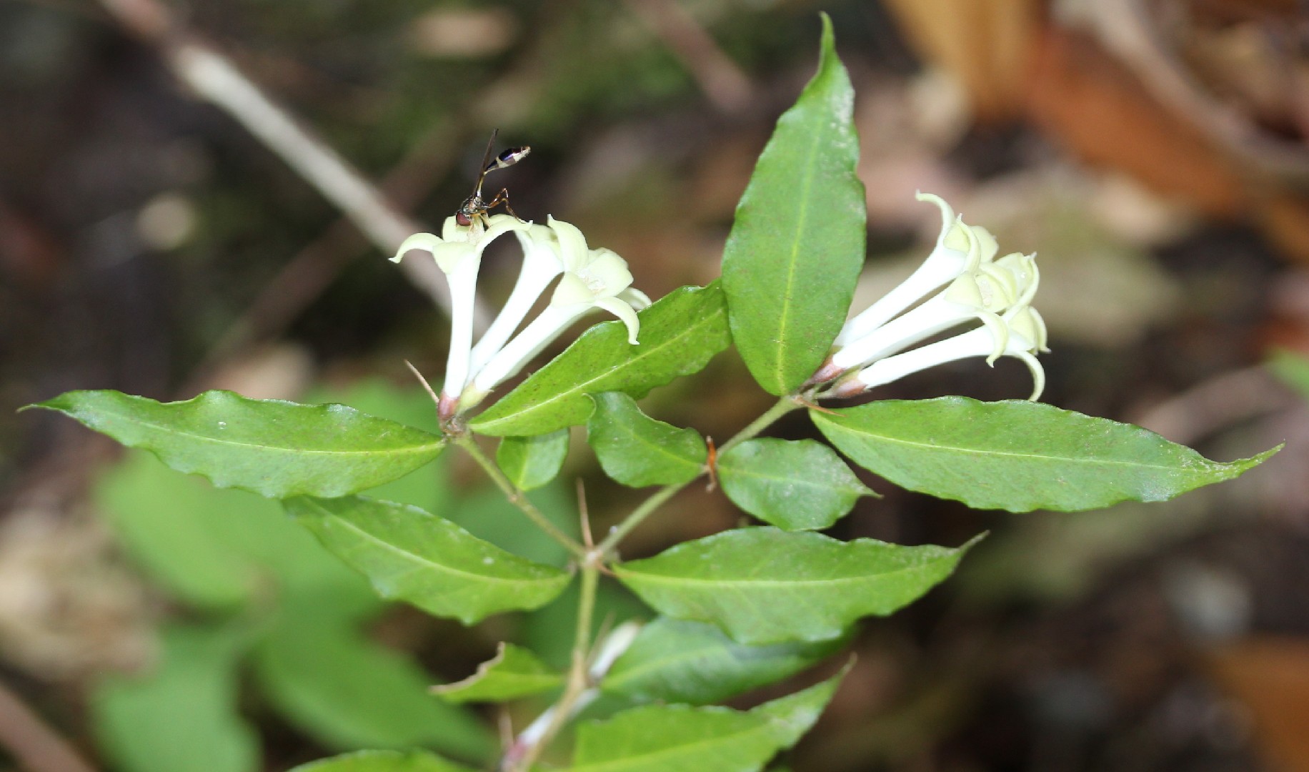 Damnacanthus indicus - PictureThis