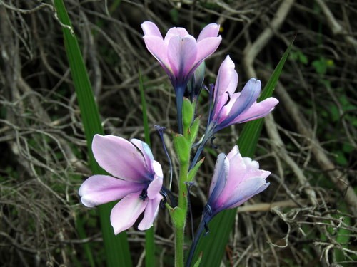 Baboon root Care (Watering, Fertilize, Pruning, Propagation) - PictureThis