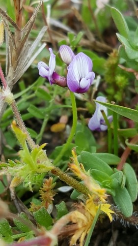 Alkali milkvetch (Astragalus tener) Flower, Leaf, Care, Uses - PictureThis
