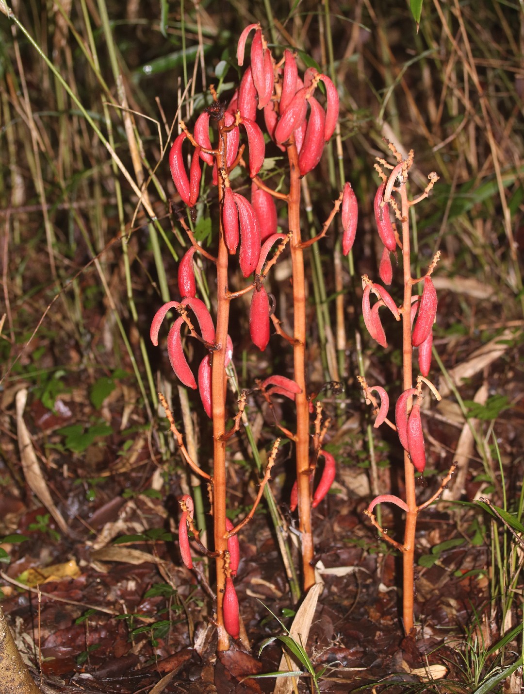 Cyrtosia Flower, Leaf, Care, Uses - PictureThis