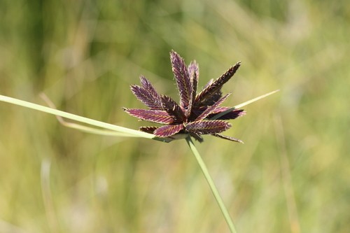 Cyperus nitidus Flower, Leaf, Care, Uses - PictureThis